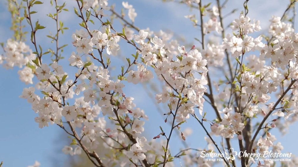 Sakura Watch May 8, 2020 - Watch the City of Toronto's 2020 Virtual ...