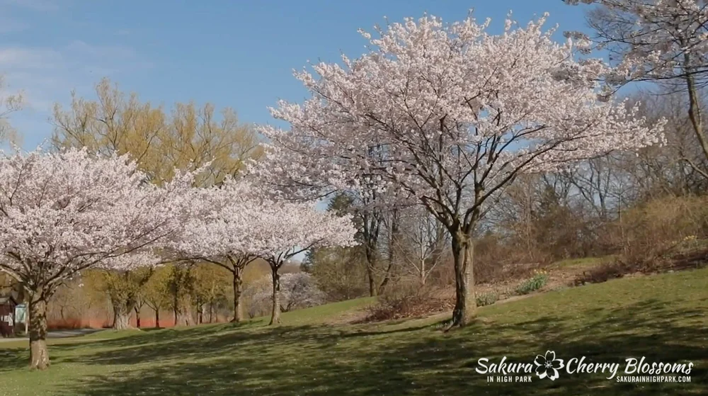 Sakura Watch May 8, 2020 - Watch the City of Toronto's 2020 Virtual ...