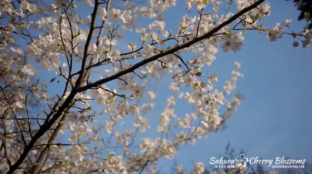 Sakura Watch May 8, 2020 - Watch the City of Toronto's 2020 Virtual ...