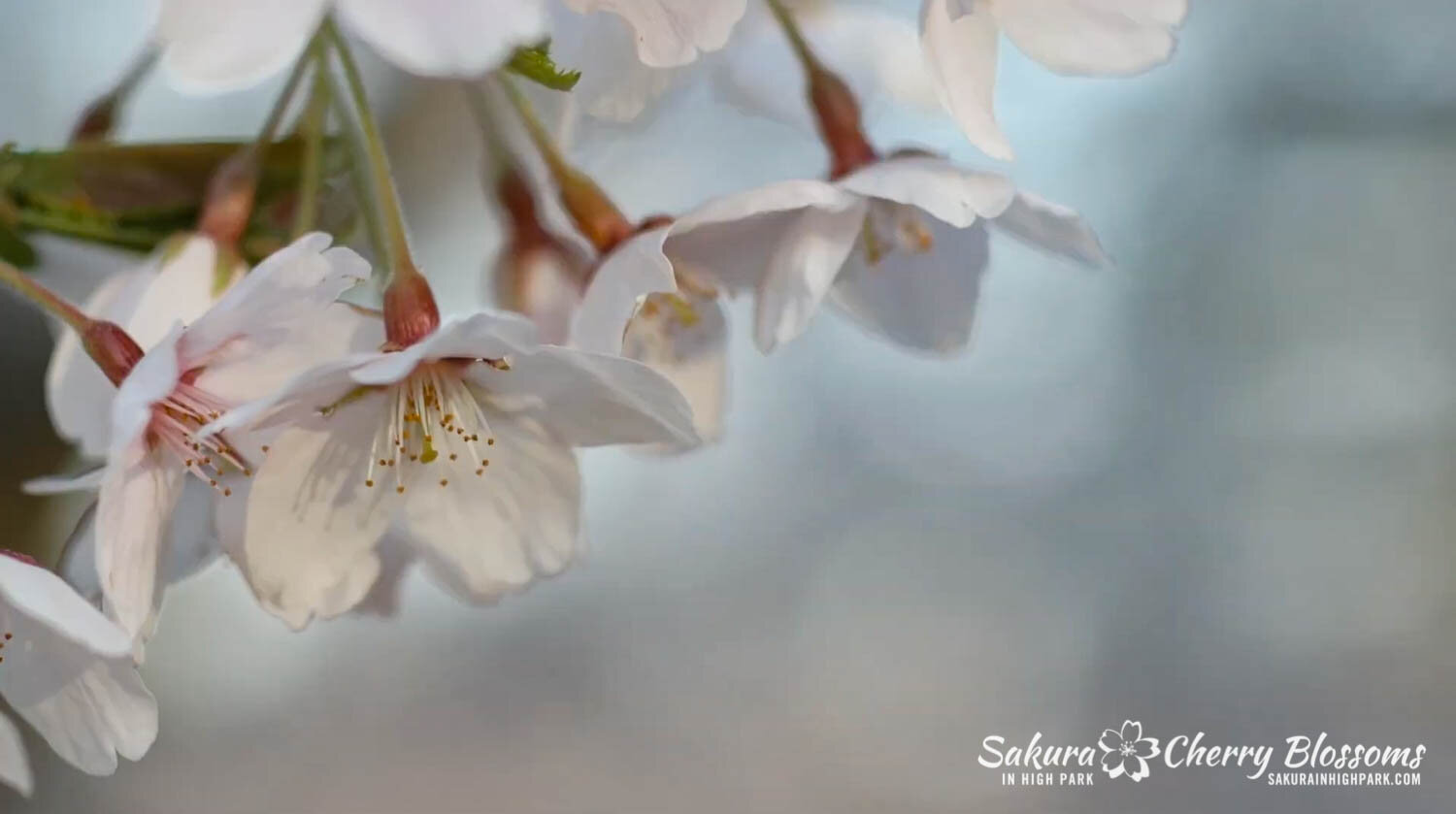 Sakura Watch May 8, 2020 - Watch the City of Toronto's 2020 Virtual ...