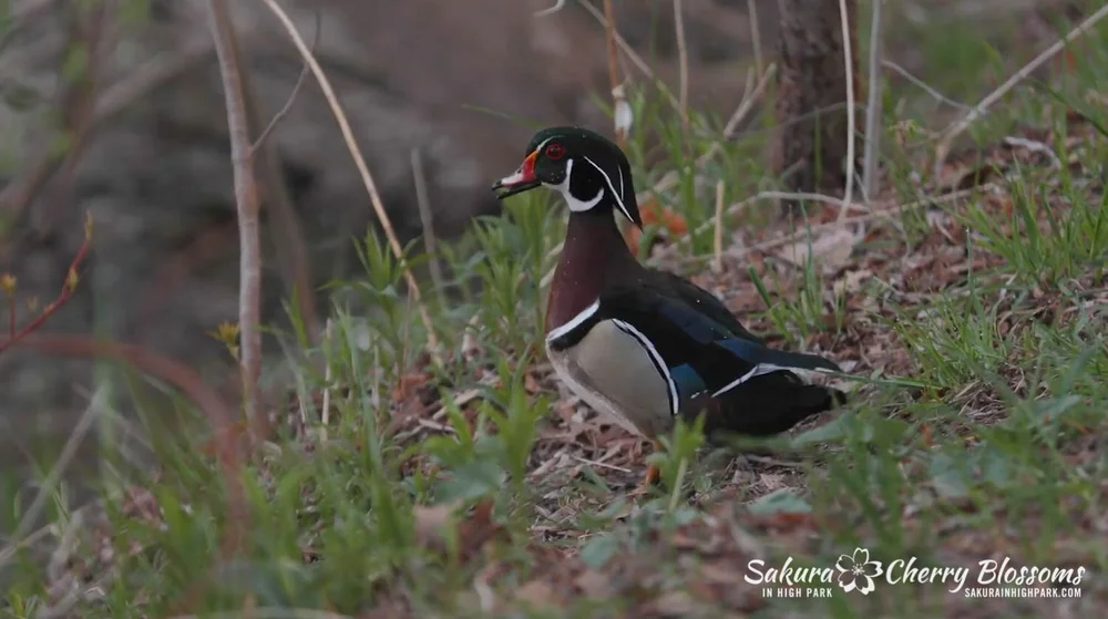 Sakura Watch May 8, 2020 - Watch the City of Toronto's 2020 Virtual ...