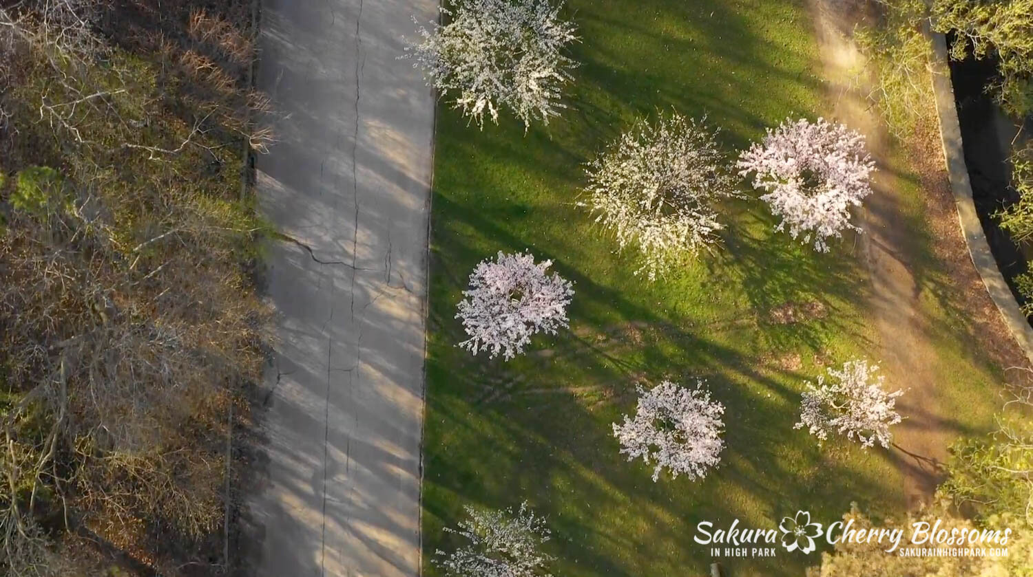 Sakura Watch May 8, 2020 - Watch the City of Toronto's 2020 Virtual ...