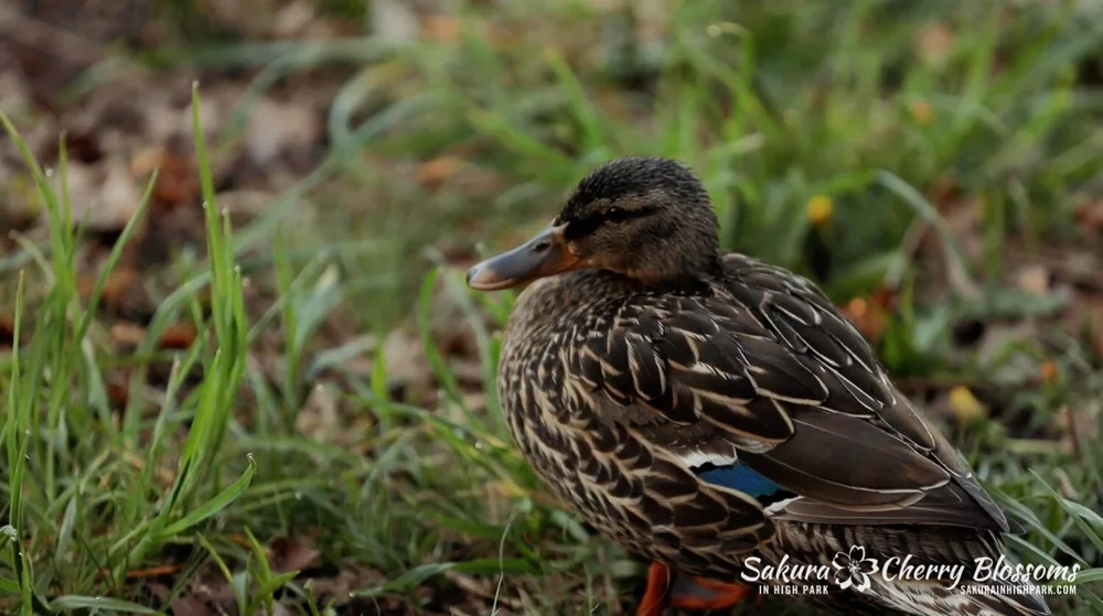 Sakura Watch May 8, 2020 - Watch the City of Toronto's 2020 Virtual ...