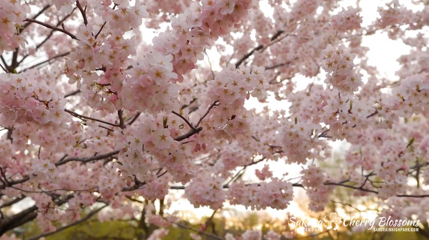 Sakura Watch May 6, 2020 - Watch the City of Toronto's 2020 Virtual ...