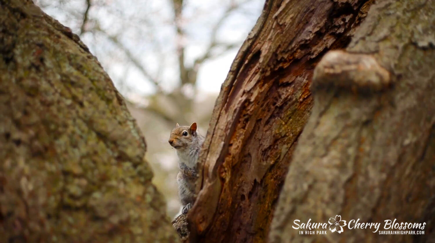 Sakura Watch May 6, 2020 - Watch the City of Toronto's 2020 Virtual ...