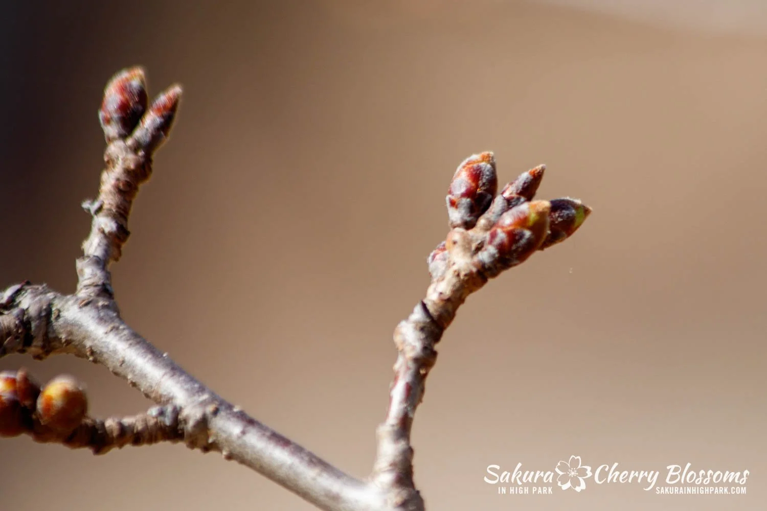 Sakura Watch March 13, 2024 - Warmer weather continues to push the bud ...
