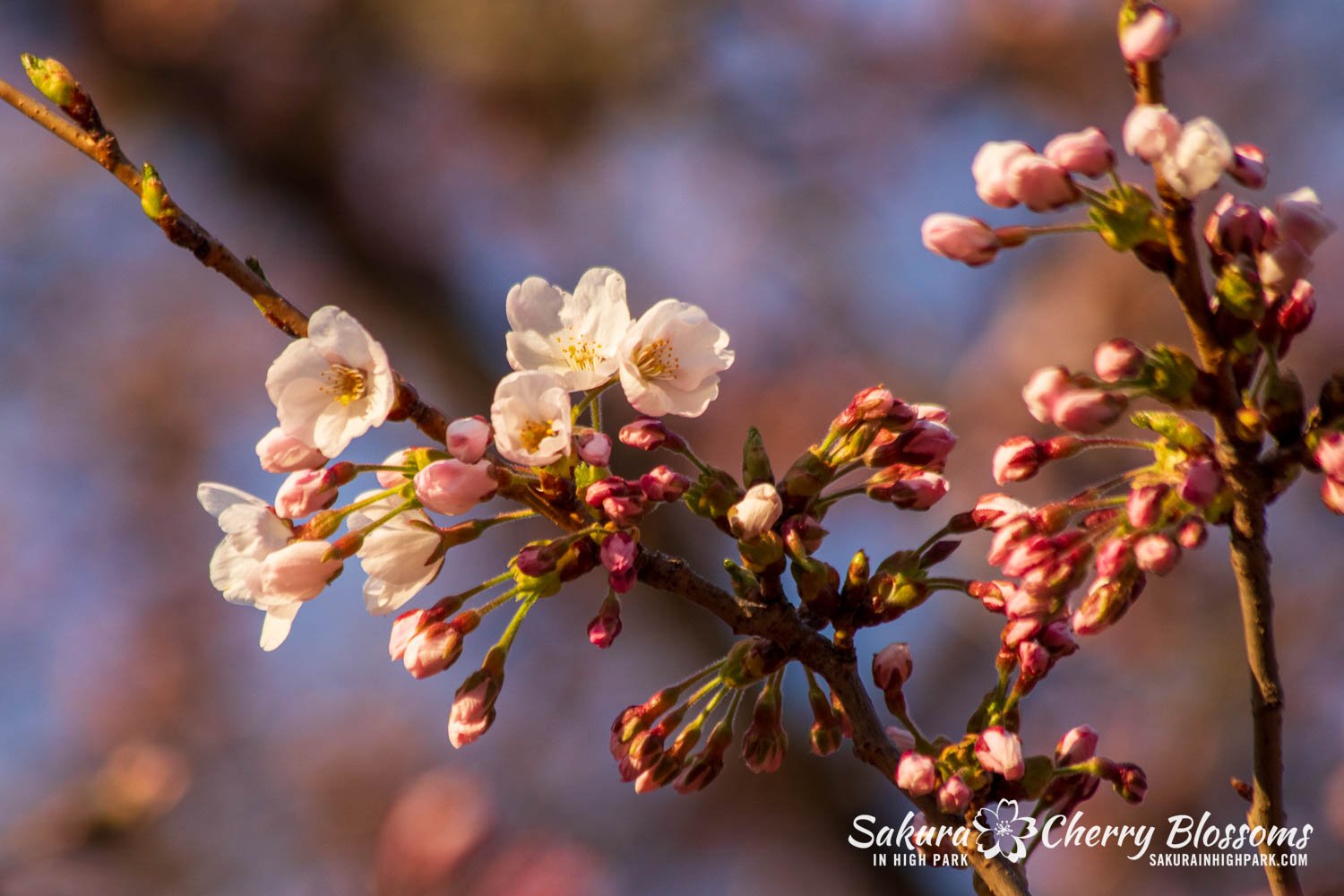 Sakura in High Park - Cherry Blossom Sakura Watch