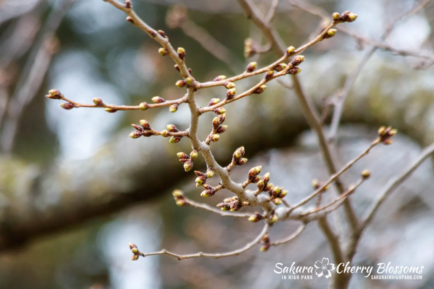 Sakura Watch, April 10, 2025 – Cooler temperatures slow down bud ...