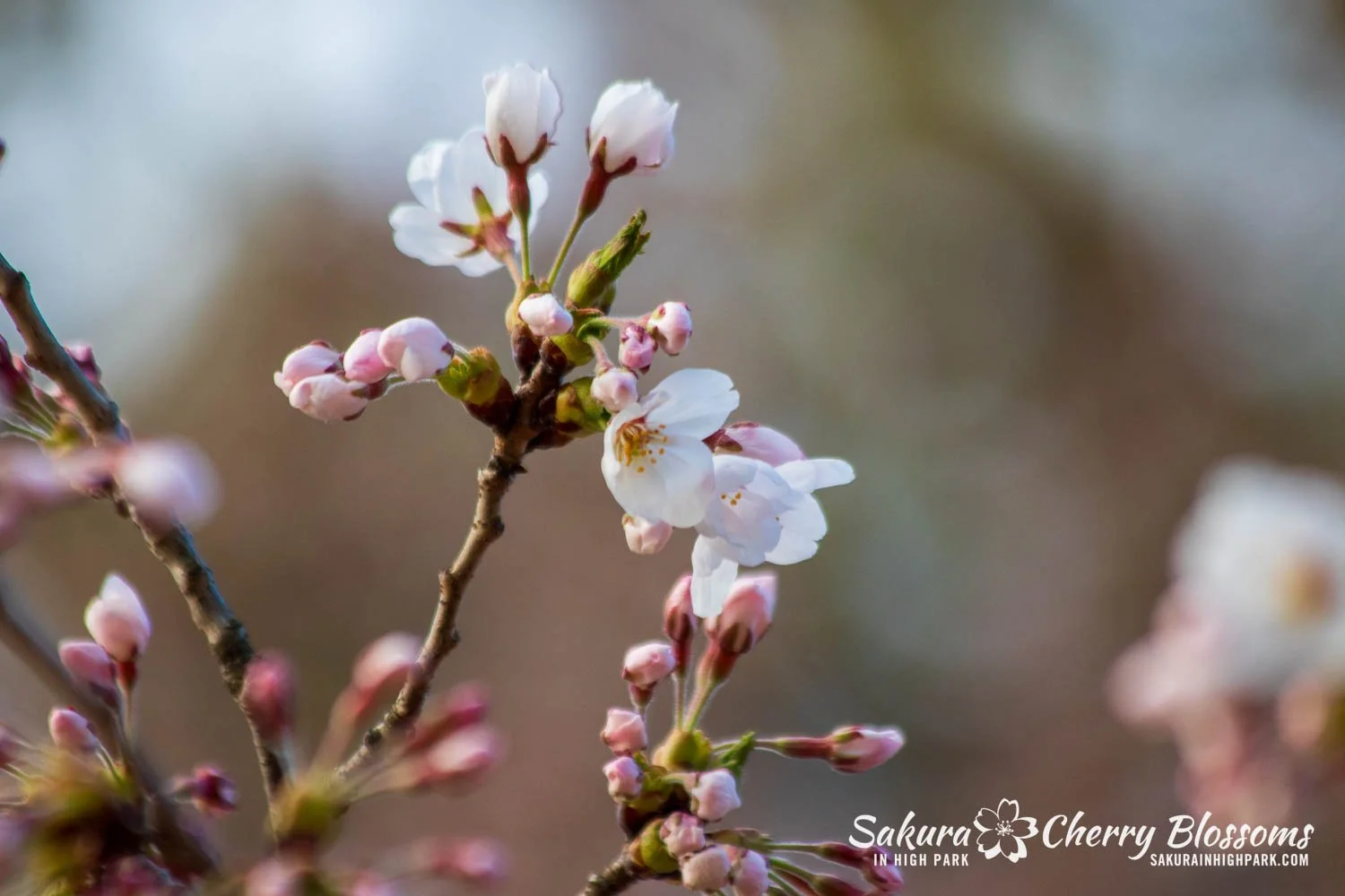 Sakura Watch, April 28, 2025 – First sakura cherry blossoms begin to ...
