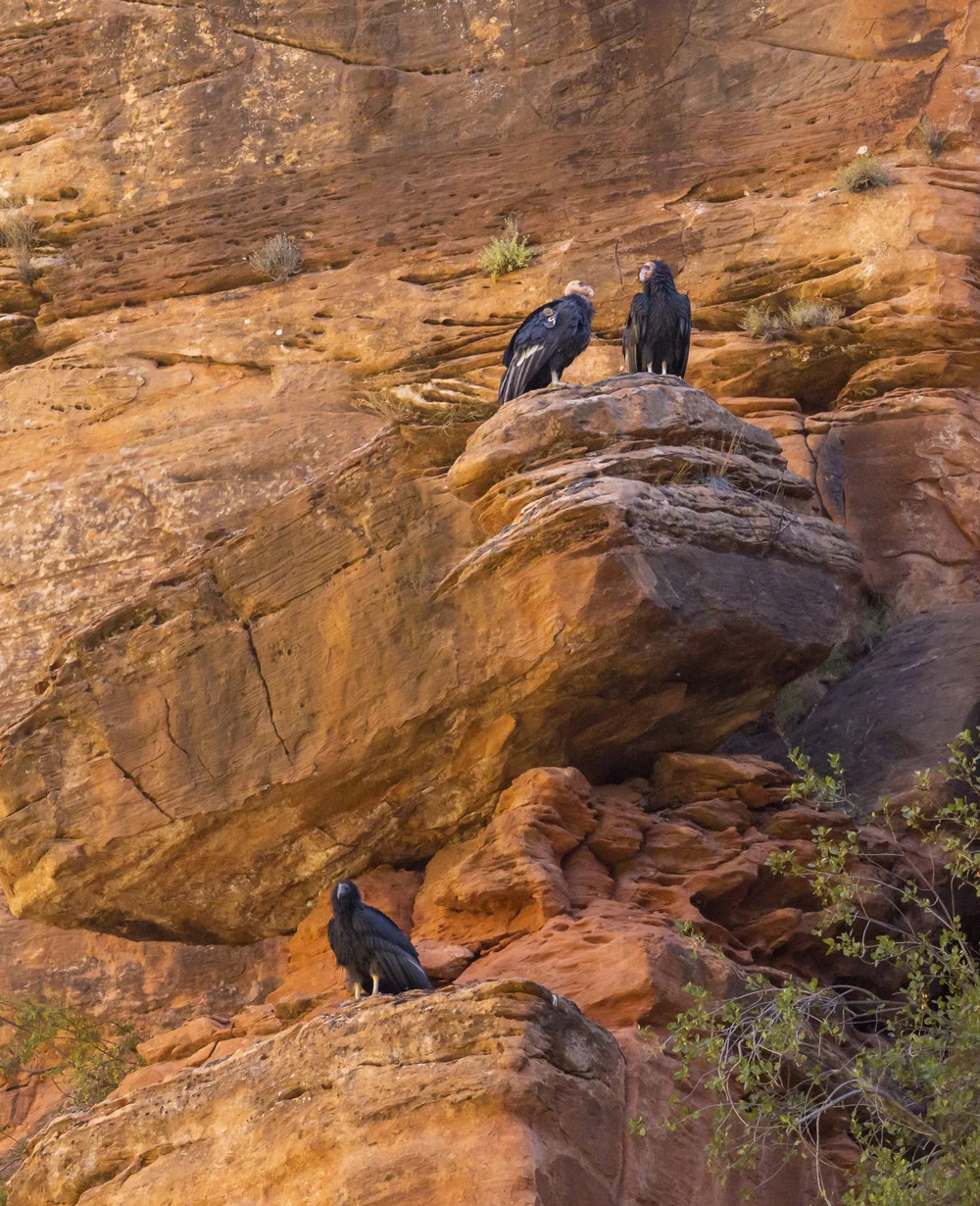 California Condors — Mark Lindhult
