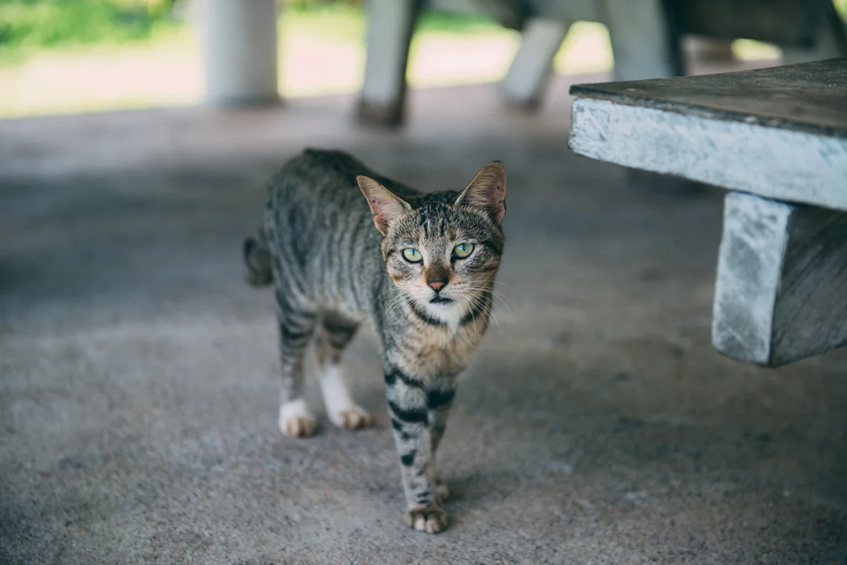 Samoa — Lola Photography