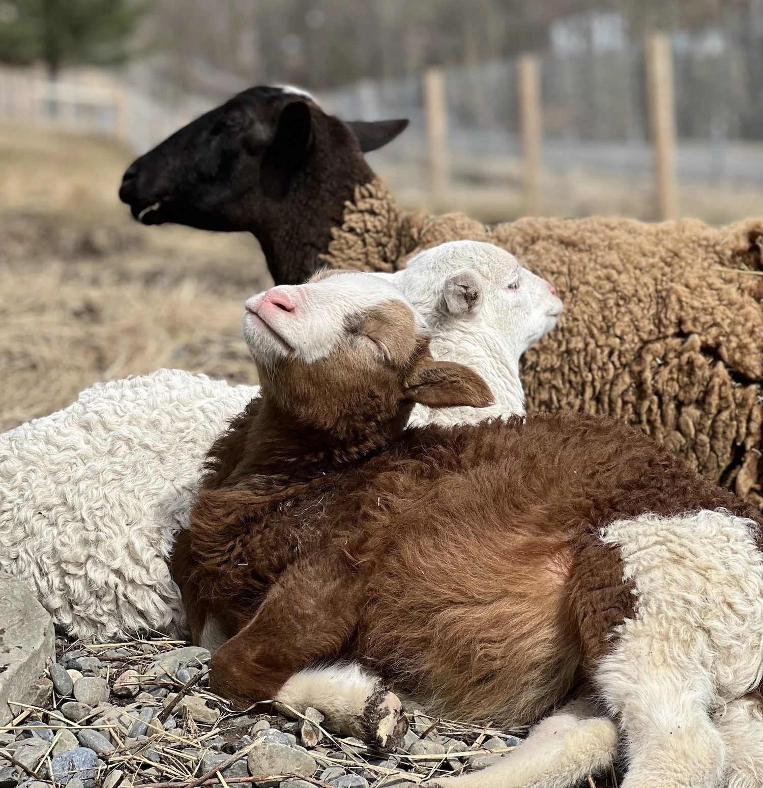 Happy Compromise Farm