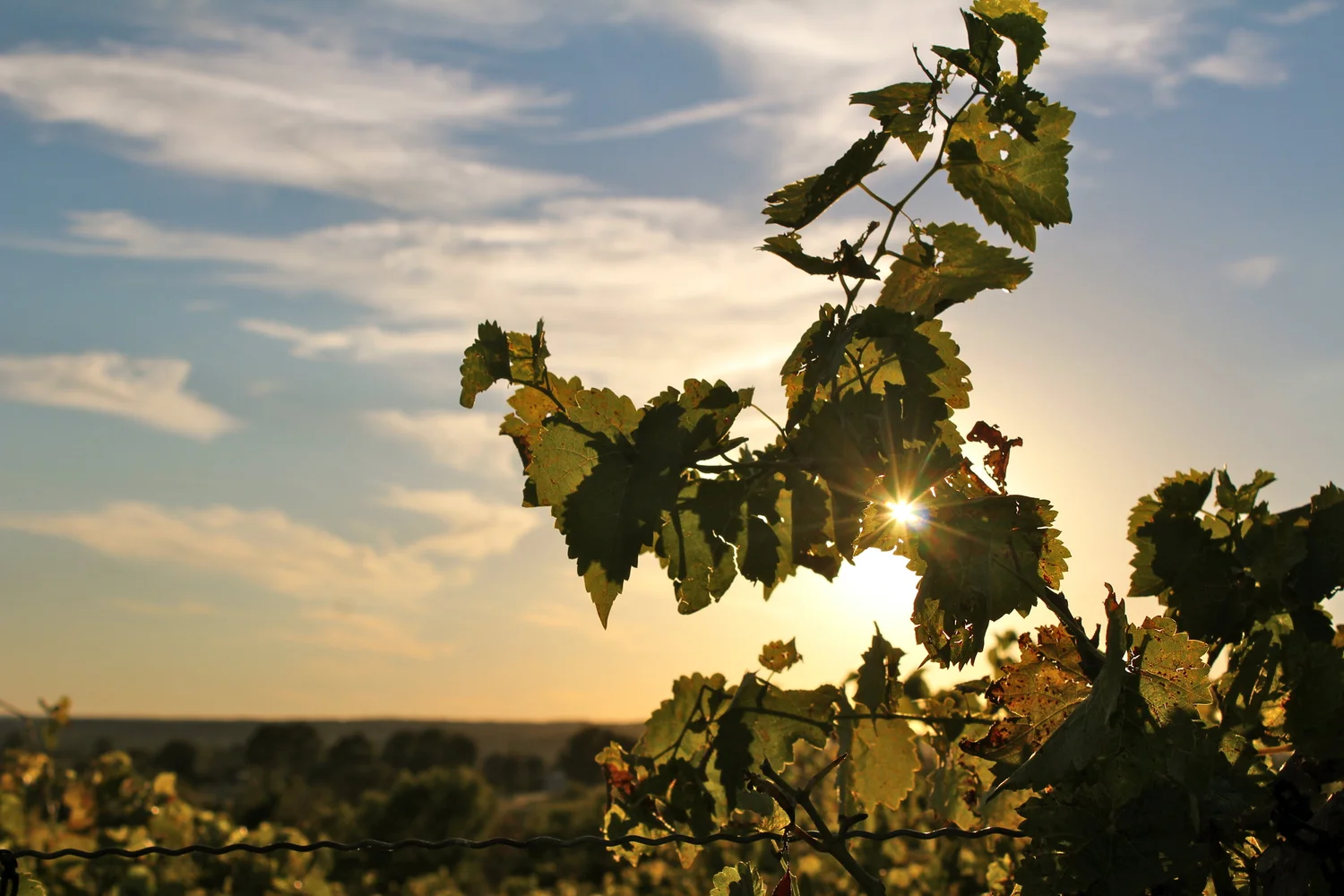 Growing and Harvesting Estate Grown Grapes — Robller Vineyard