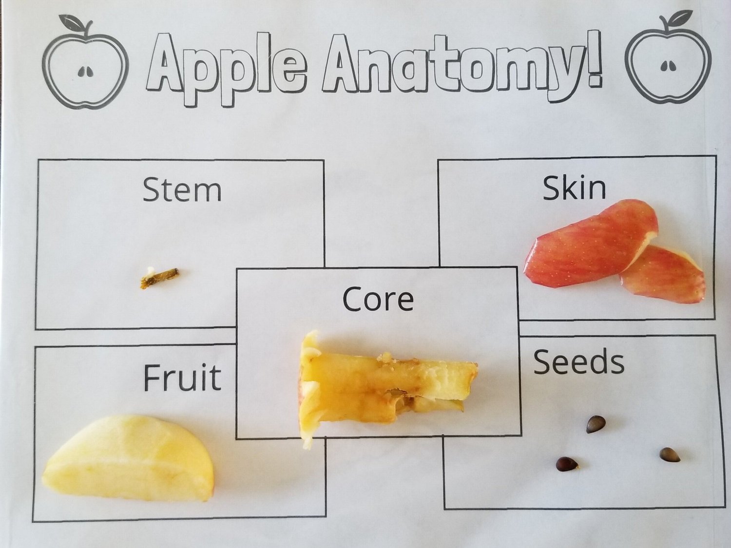 Apple Anatomy — STEMSpark LLC