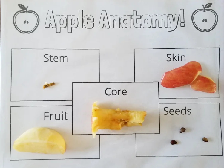 Apple Anatomy — STEMSpark LLC
