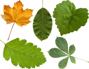 Leaf Lab: Classifying Type, Shape, and Structure — STEMSpark LLC