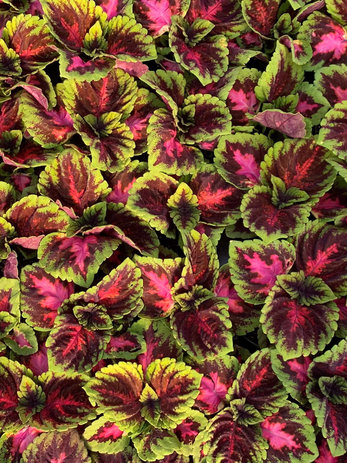 Kong Coleus — Sunnyside Wholesale Greenhouse