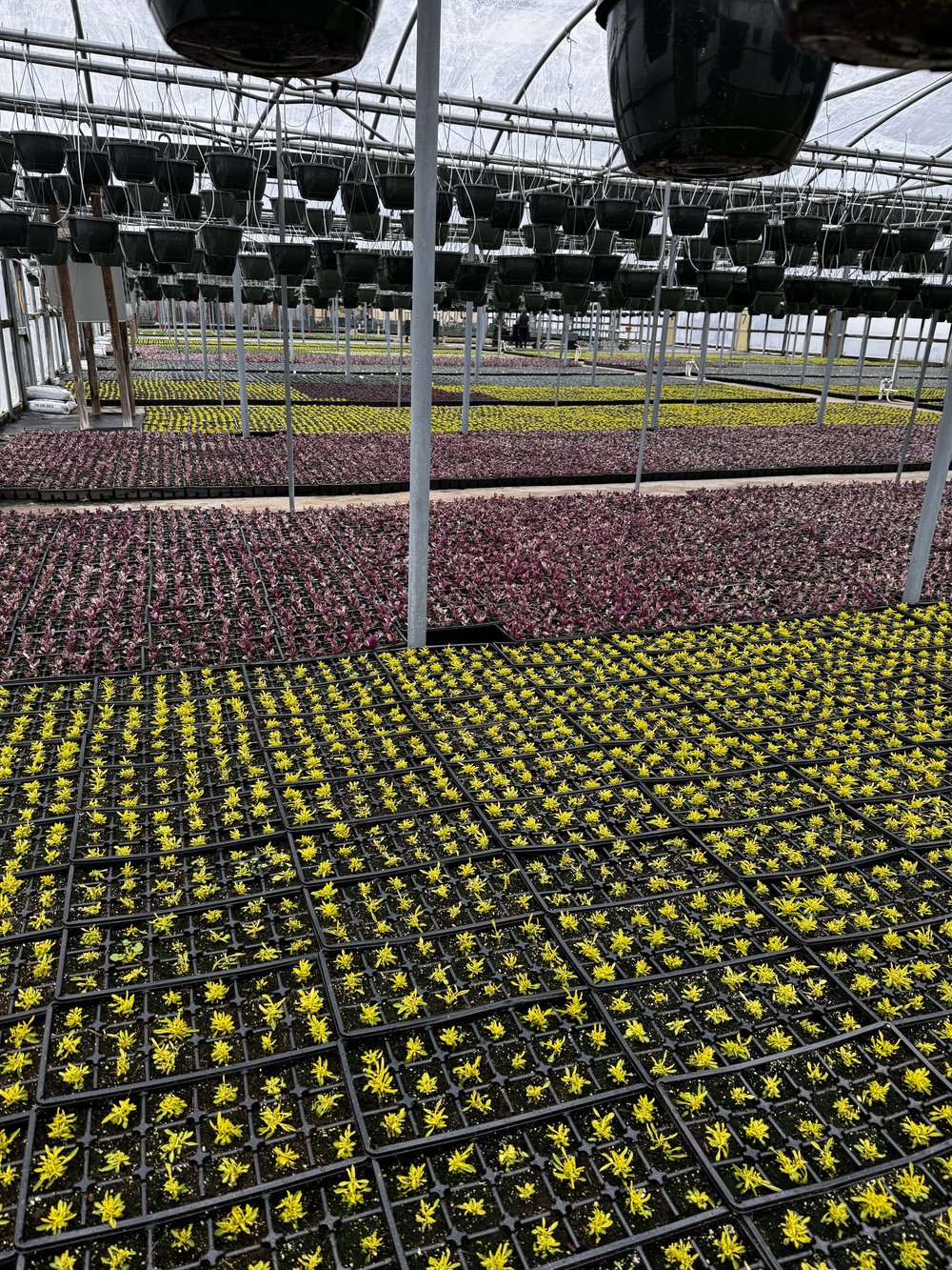 Sunnyside Wholesale Greenhouse