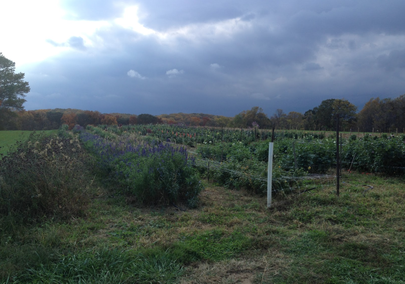 Belvedere Farm