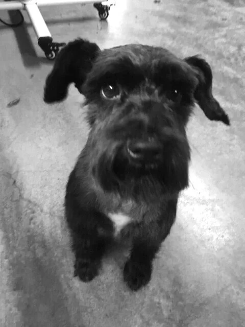 Urban Dog_Co.