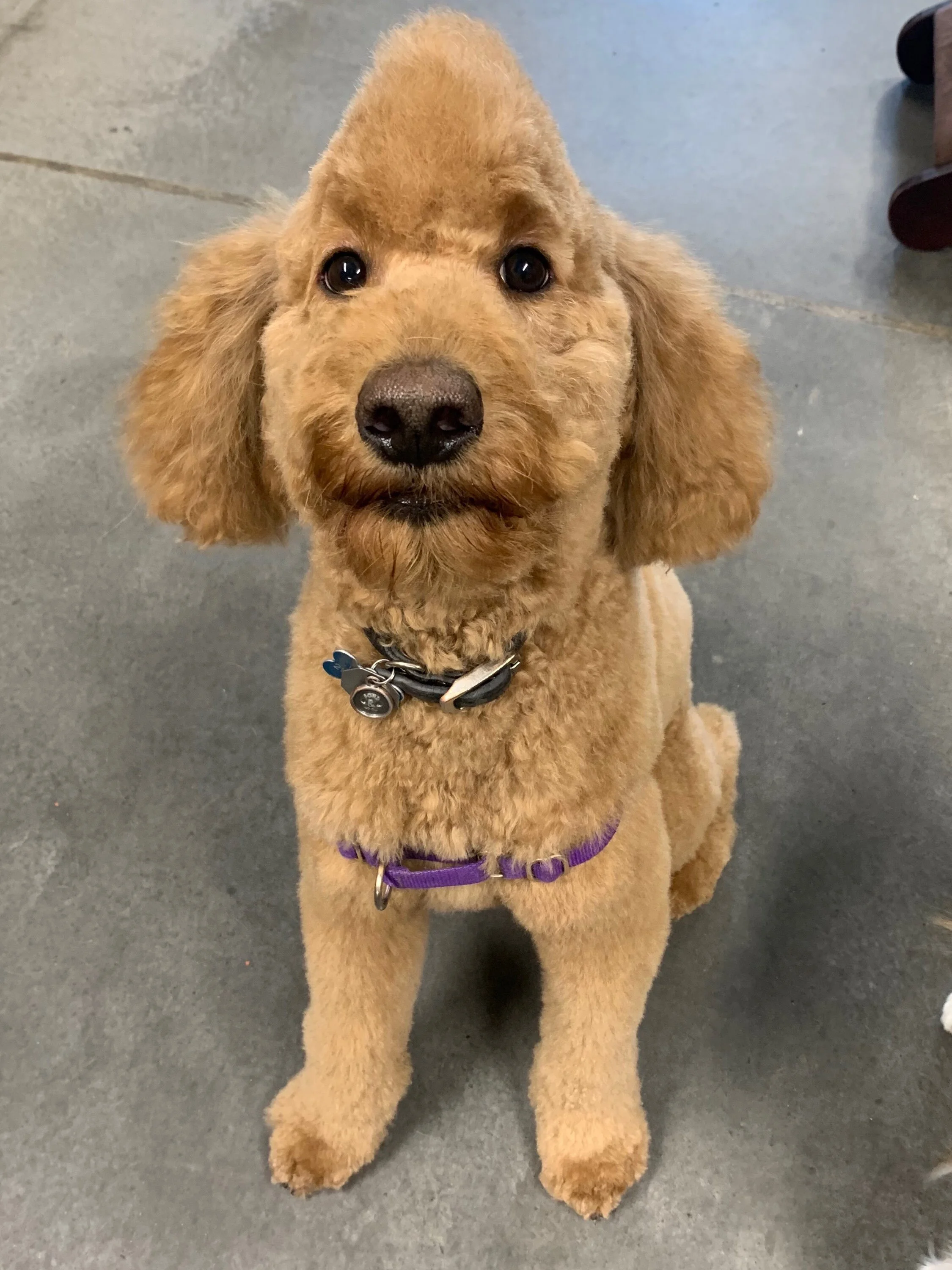Goldendoodle Mohawk