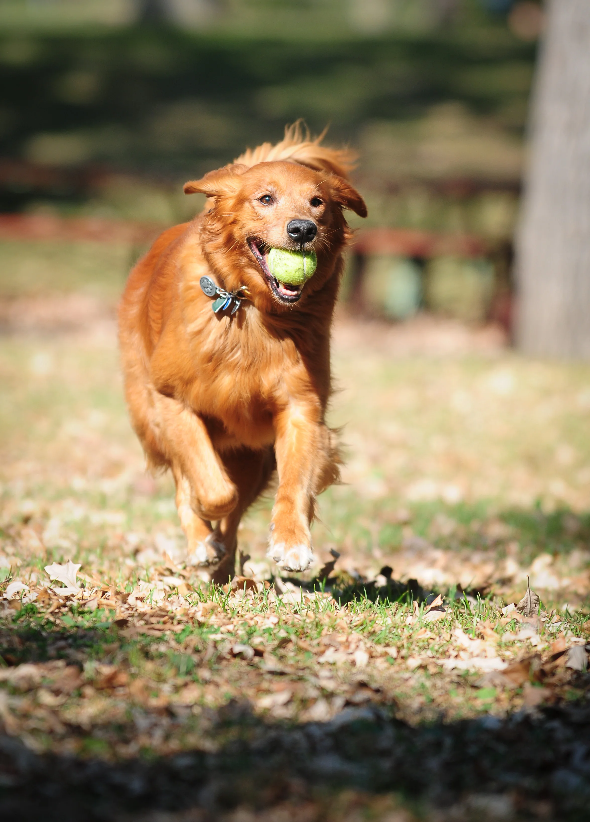 Contact — Chaska Veterinary Hospital