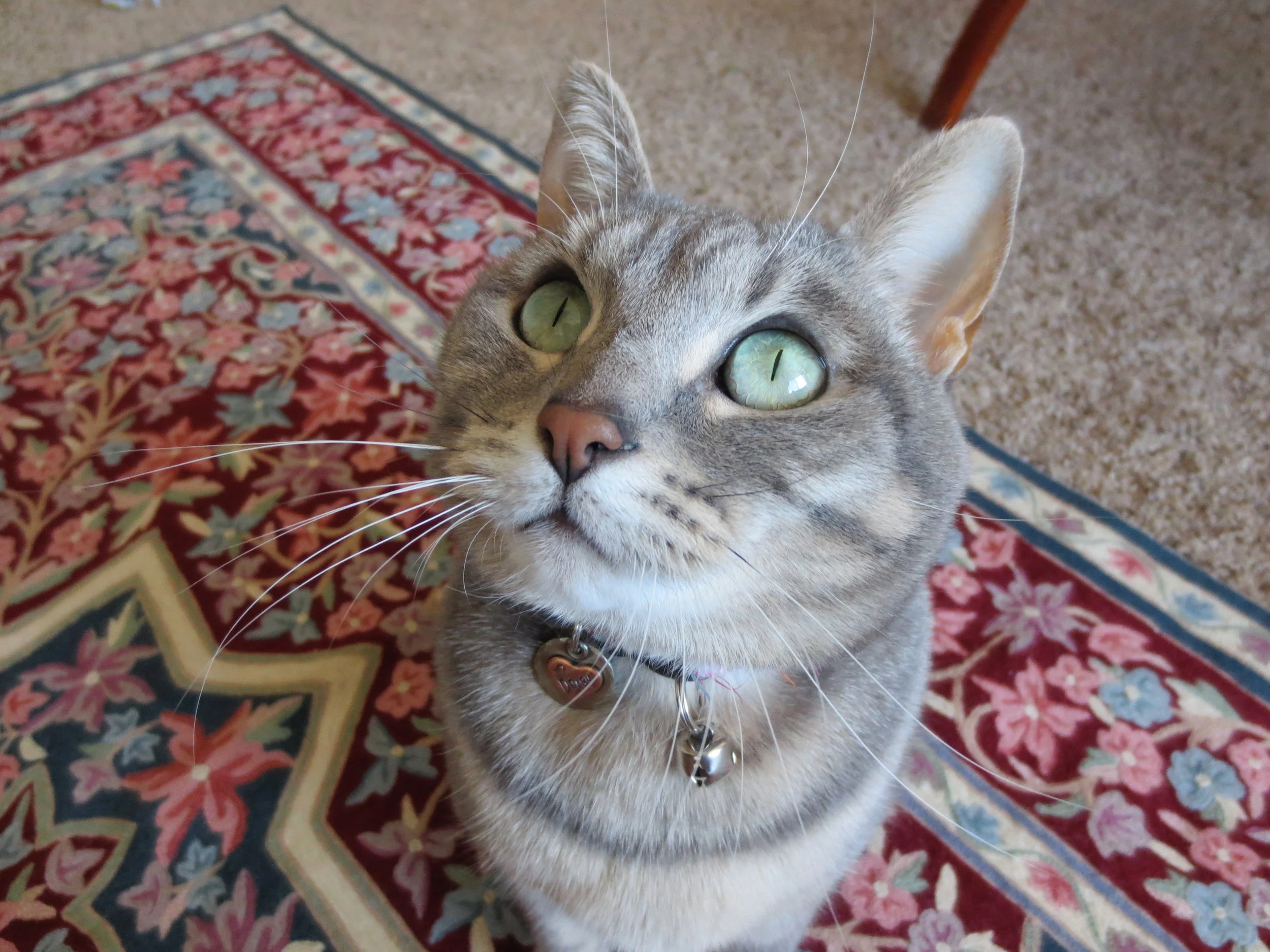 Our Family — Chaska Veterinary Hospital