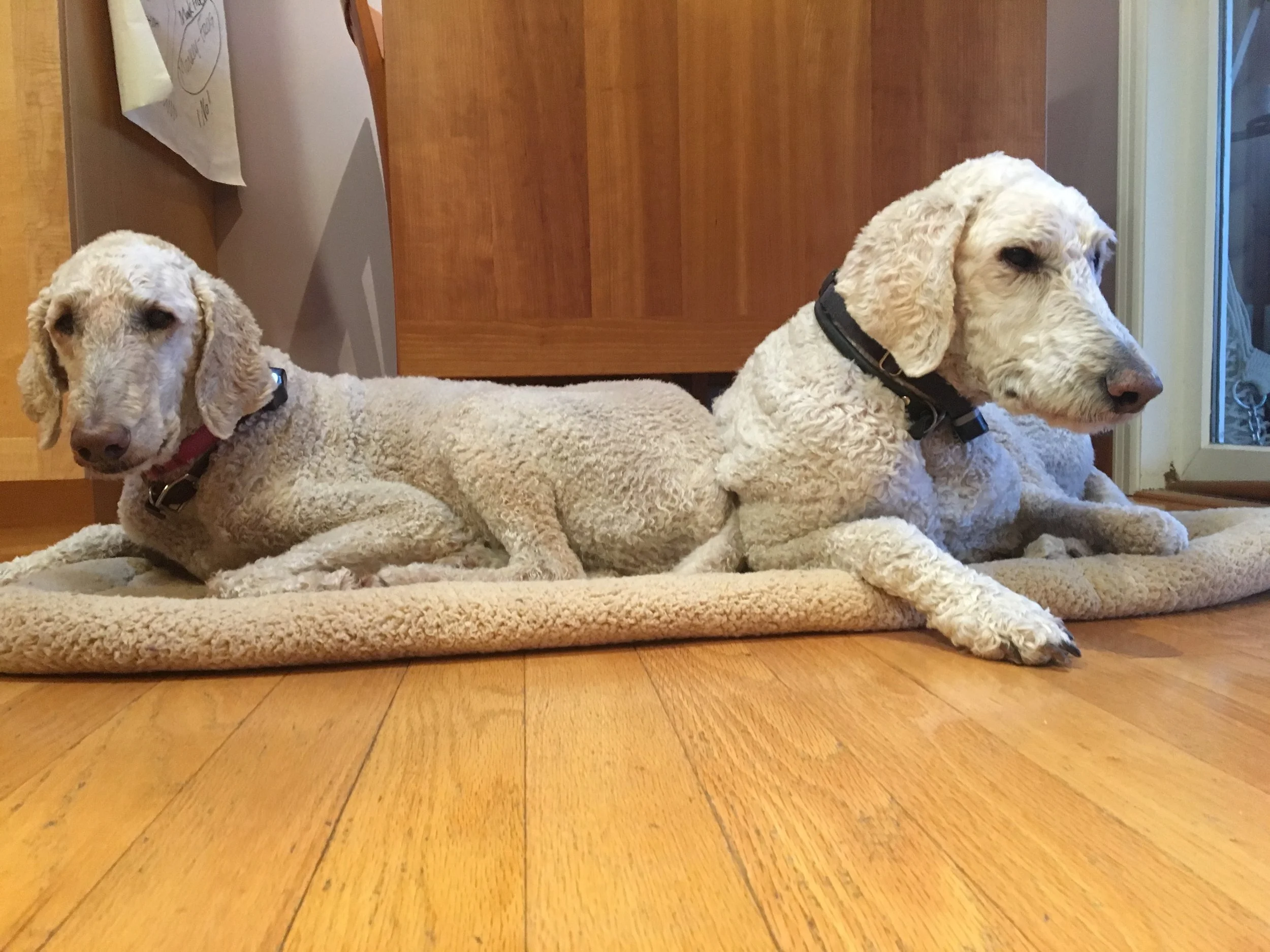 Our Family — Chaska Veterinary Hospital