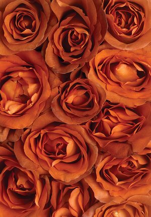 Rust — Bloom Culture Flowers | A New Way To DIY