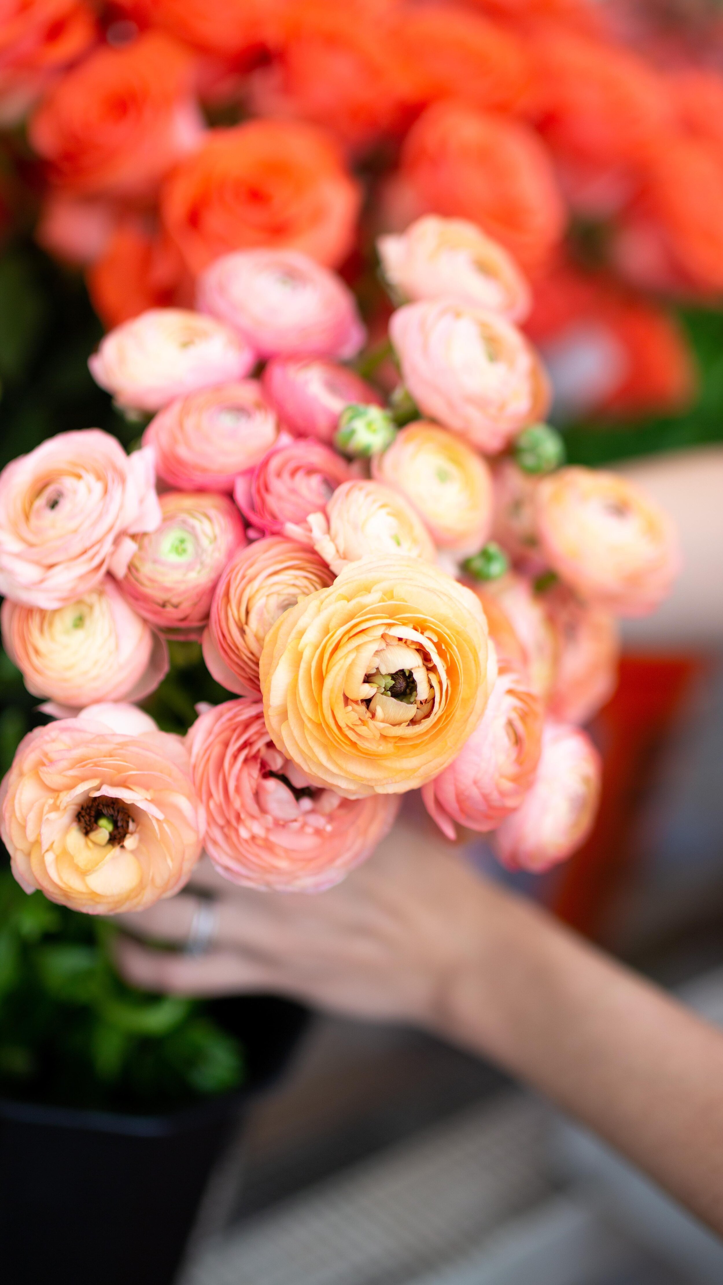 Bloom Culture Flowers