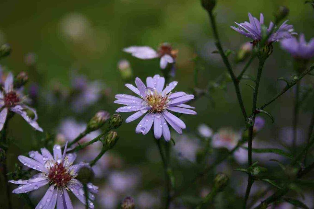 Pollinator Plants for Shade — Bee Better Naturally with Helen Yoest