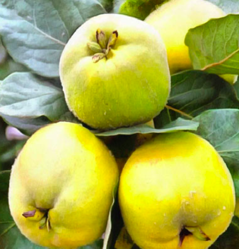 QUINCE, Cydonia oblonga—Kind, Culture, Care, and Comments — Bee Better ...