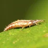 An Introduction to Green Lacewings — Bee Better Naturally with Helen Yoest