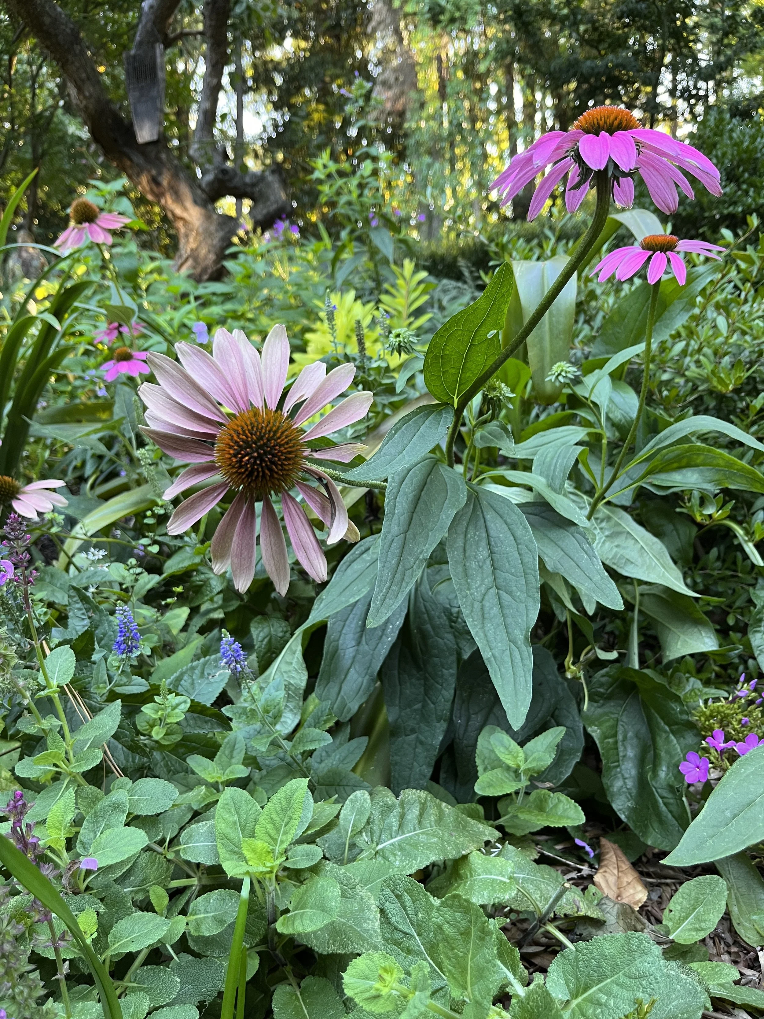 2023 August Garden Sustainable Stewardshi — Bee Better Naturally with ...