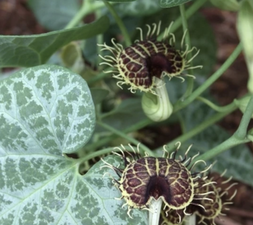 Pipevine Swallowtails & Host Plant Dutchman’s Pipe, Aristolochia ...