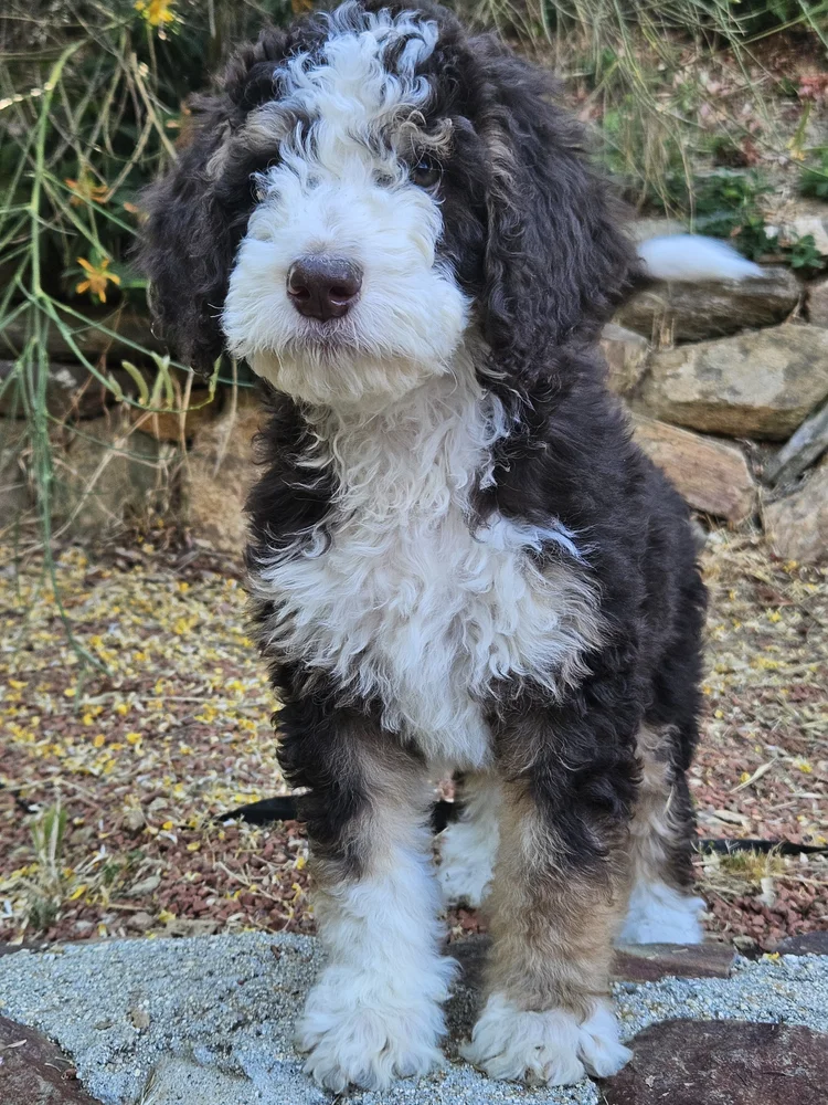 Bernedoodle Puppies for Sale — Julian Mountain Doodles