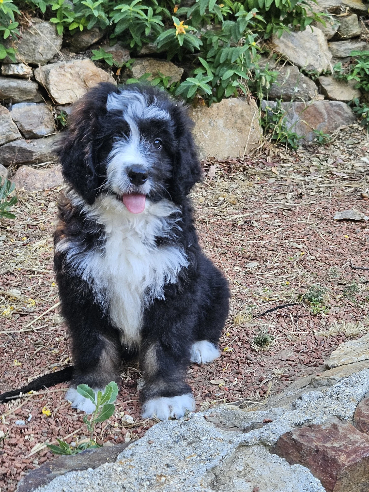 Bernedoodle Puppies for Sale — Julian Mountain Doodles