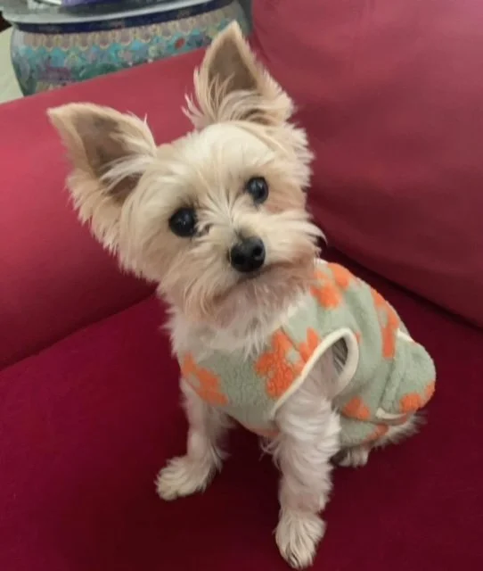 LAB PETS — Goodell Lab