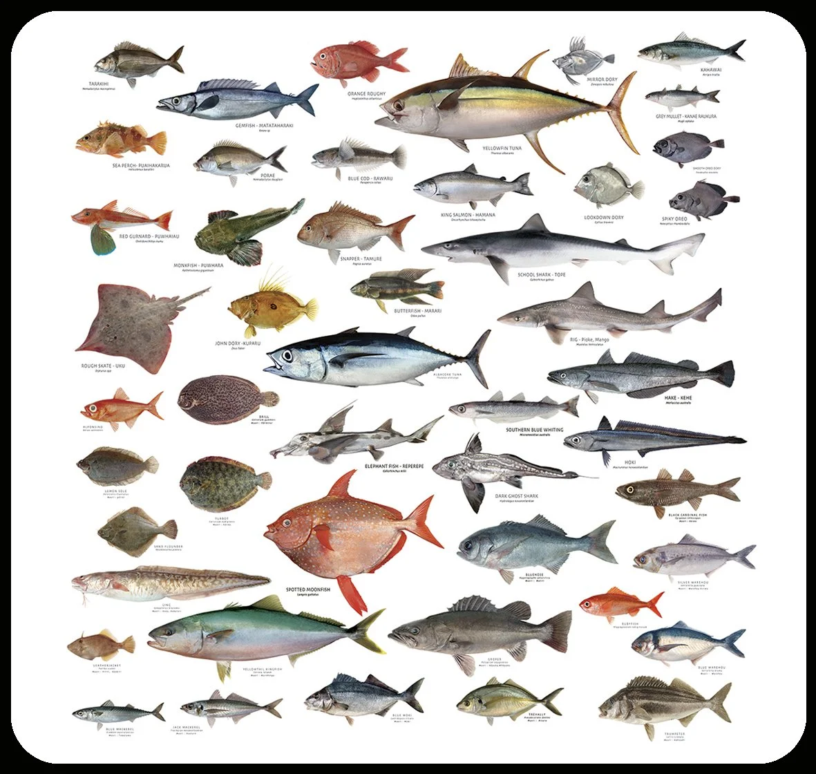 An Artful Trout Initiative