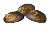 TAONGA SPECIES — An Artful Trout Initiative