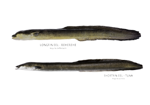 TUNA — waitī.nz