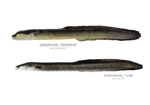 TUNA — waitī.nz