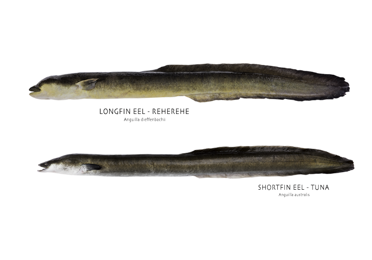 TUNA — waitī.nz