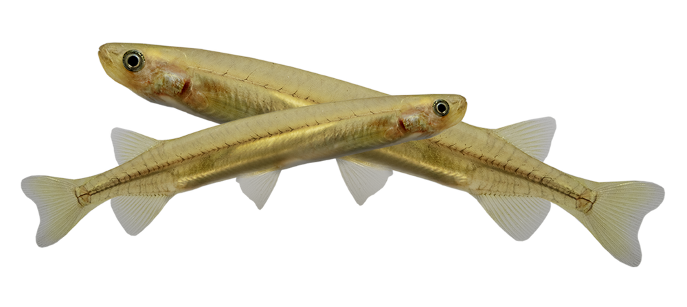 TAONGA SPECIES — An Artful Trout Initiative