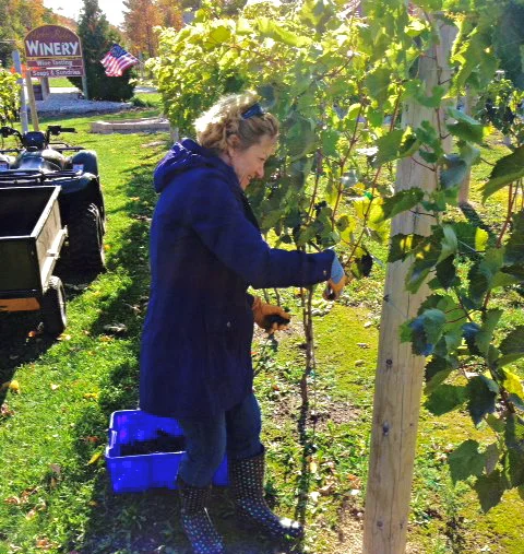 Our Vineyard — Harbor Ridge Winery