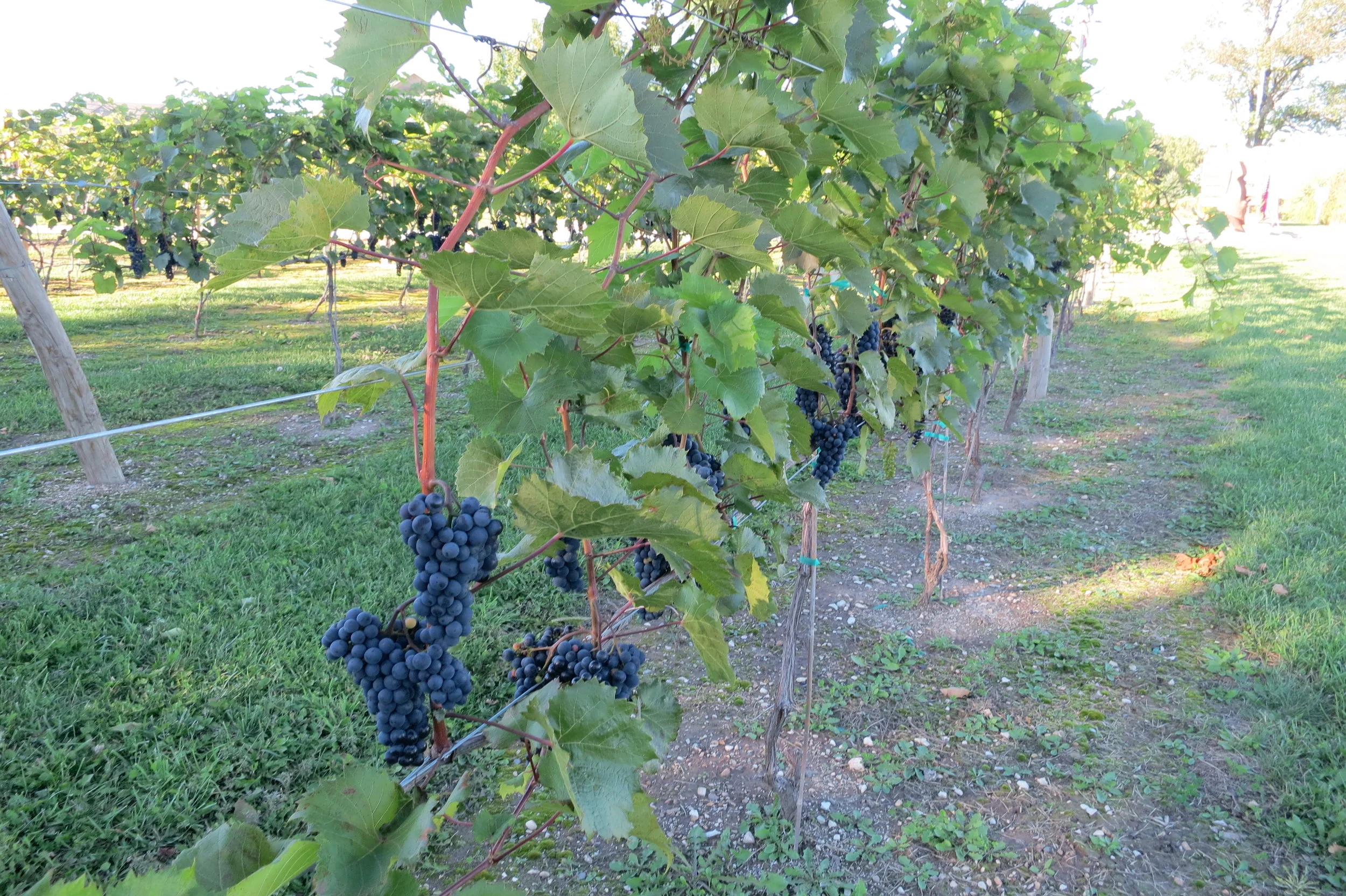 Our Vineyard — Harbor Ridge Winery