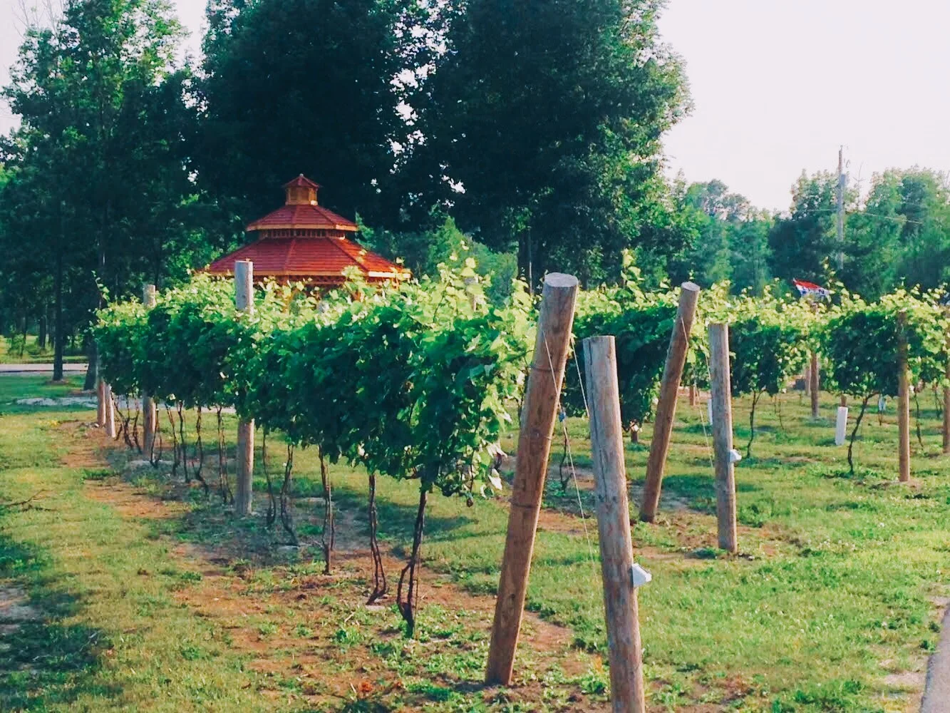 Our Vineyard — Harbor Ridge Winery