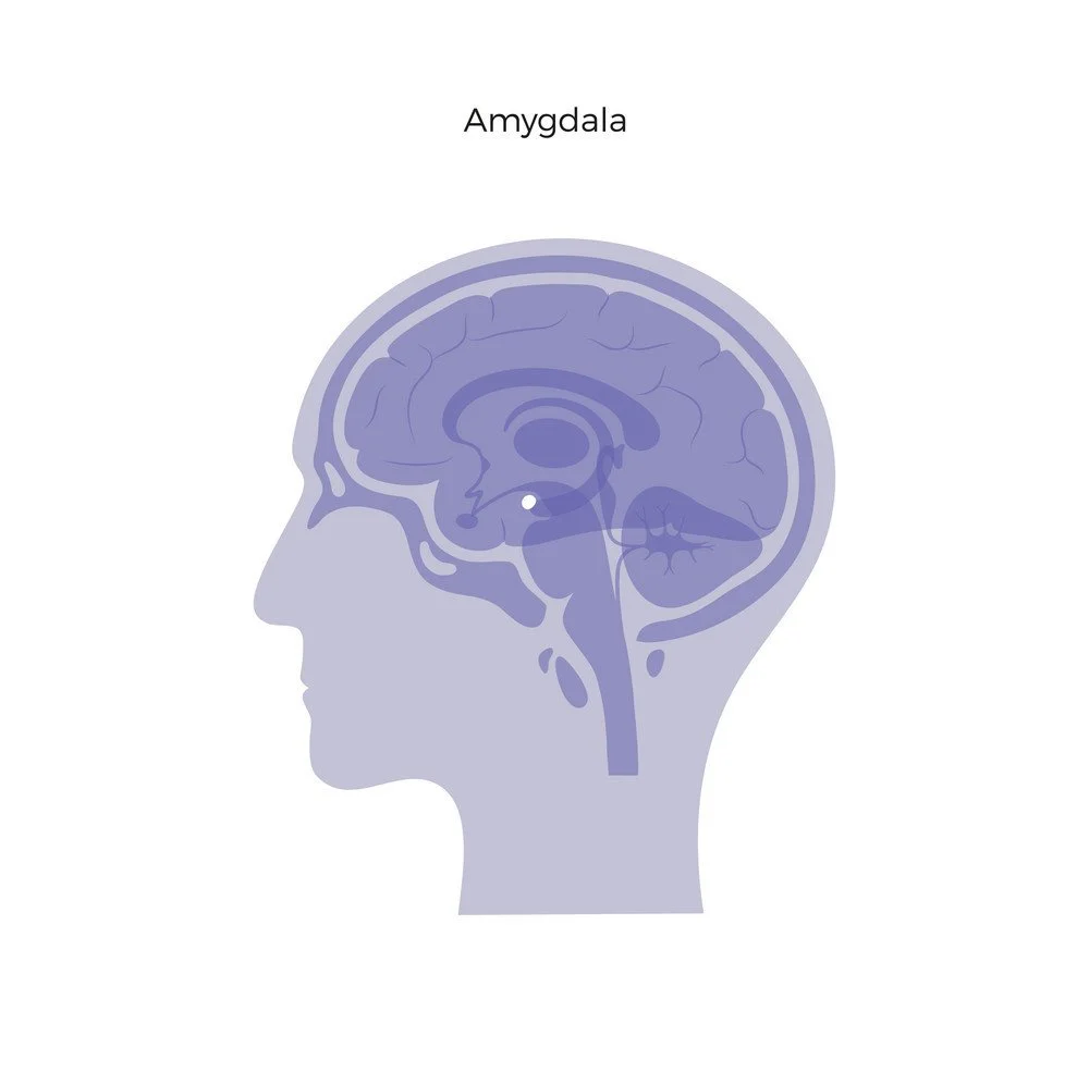 EMDR Therapy | NYC & Pleasantville | Repose