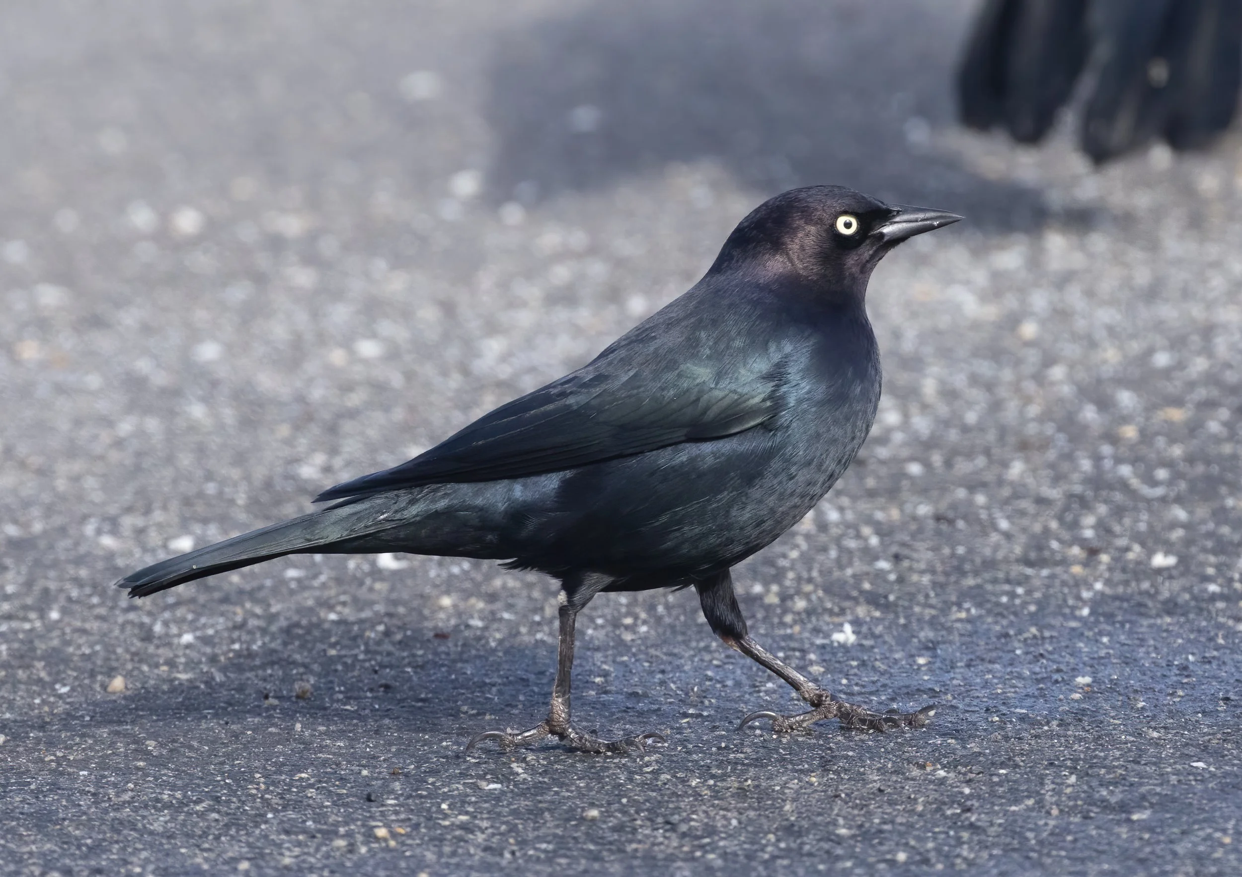 What About Male Rusty and Brewer's Blackbirds in the Spring? — Chicago ...