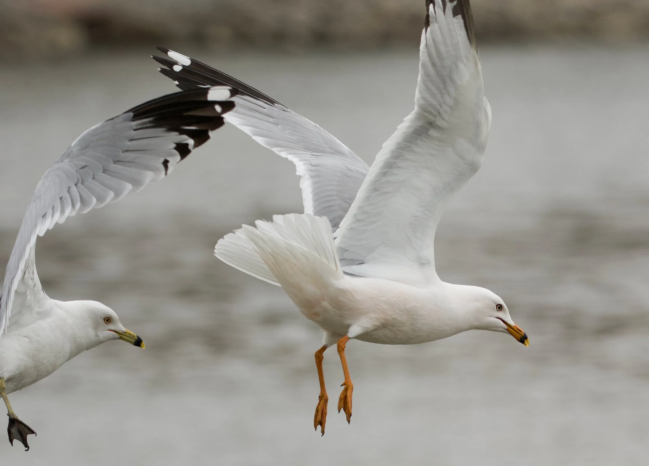Two causes of pink in ring-billed gulls — Chicago Bird Alliance ...